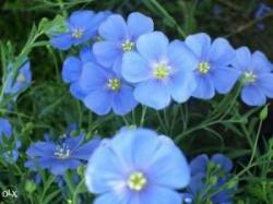 UKRASNI LAN SKY BLUE (Linum grandiflorum) - 20 SEMENA