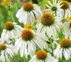 Echinacea Purpurea White Swan (50 semenki)