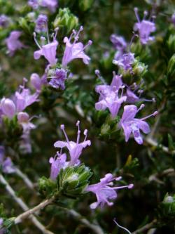 Čubar - Satureja Hortensis (4000 semenki)