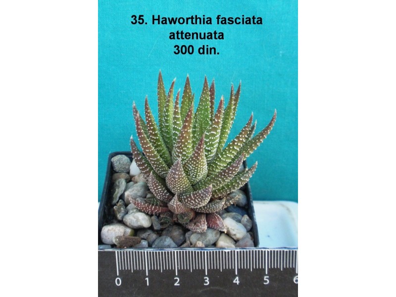 Haworthia fasciata attenuata
