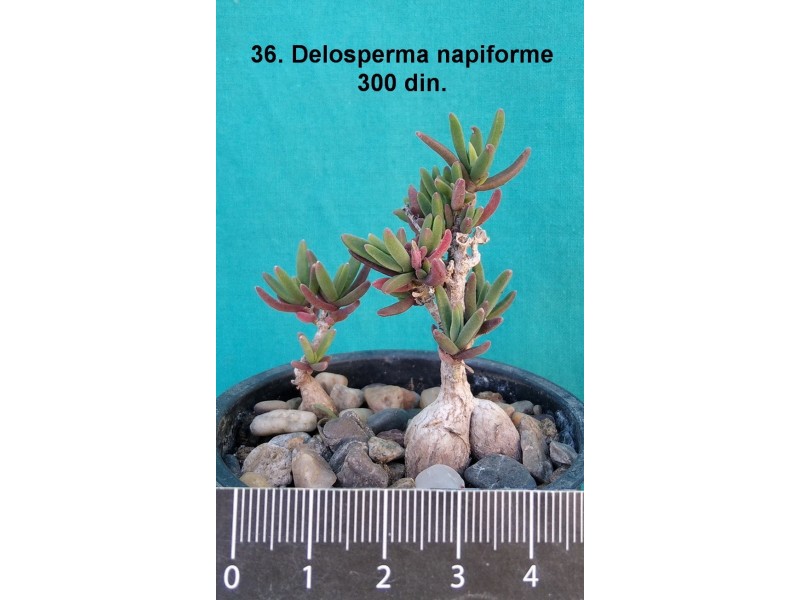 Delosperma napiforme