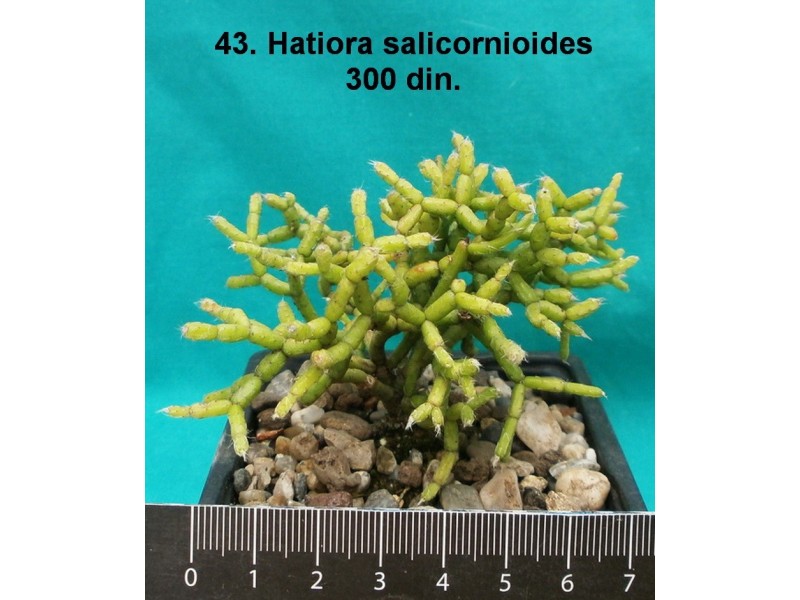 Hatiora salicornioides