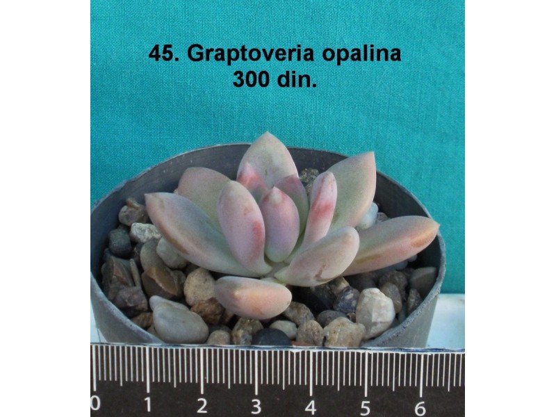Graptoveria opalina