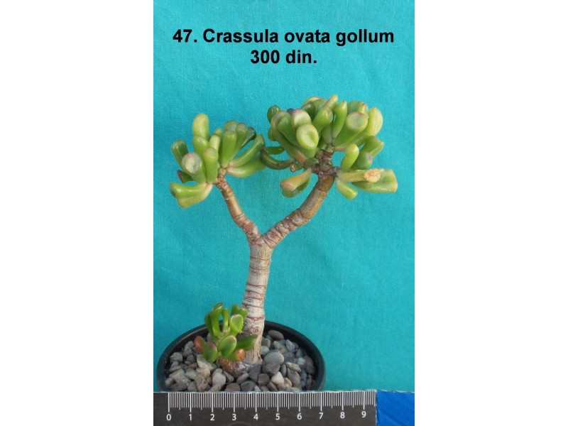 Crassula ovata gollum