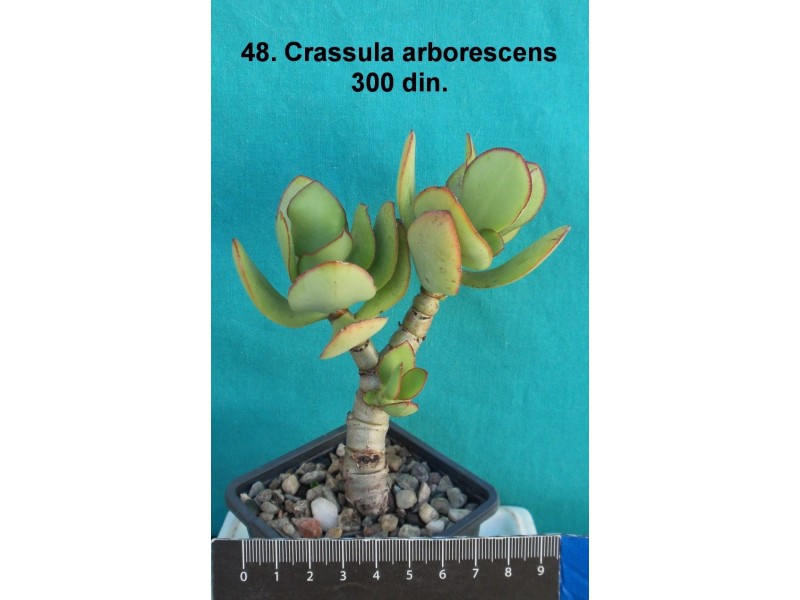 Crassula arborescens