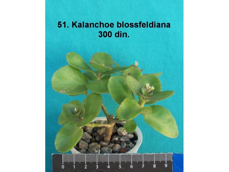 Kalanchoe blossfeldiana