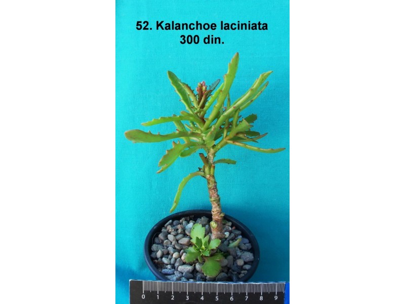Kalanchoe laciniata