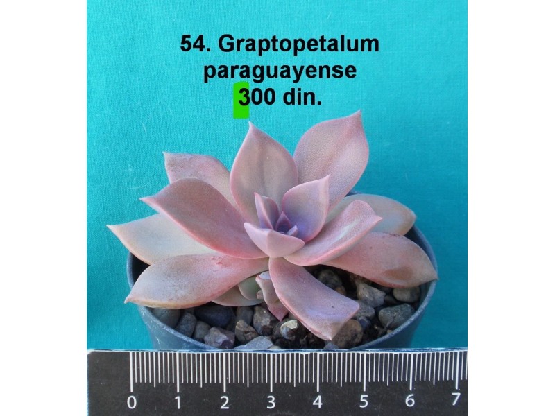 Graptopetalum paraguayense
