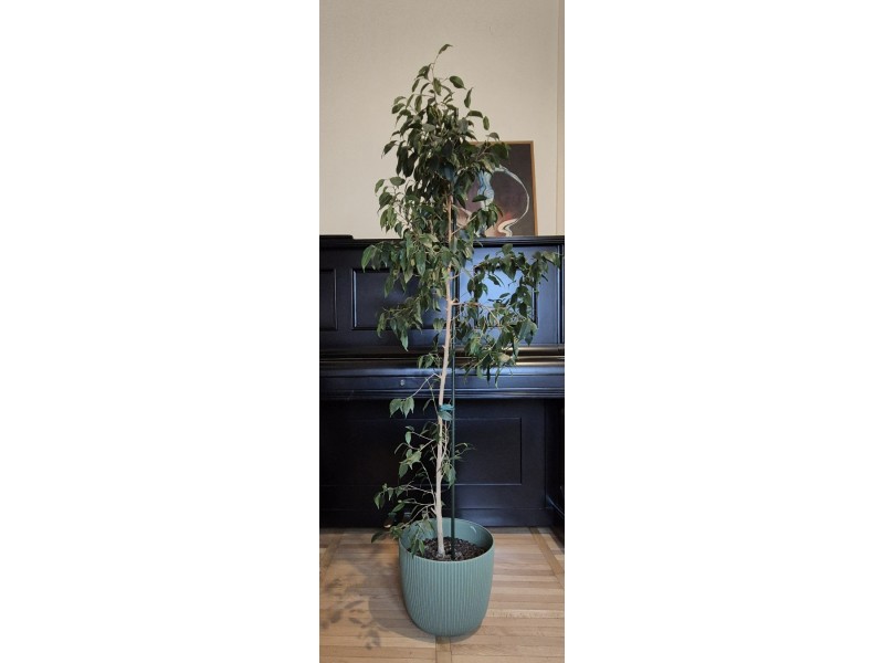 Bendžamin - Ficus benjamina