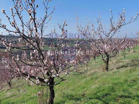 Za biznis i uživanje! Voćnjak u Sremskim Karlovcima.