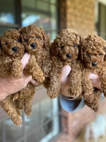 TOY PUDLE