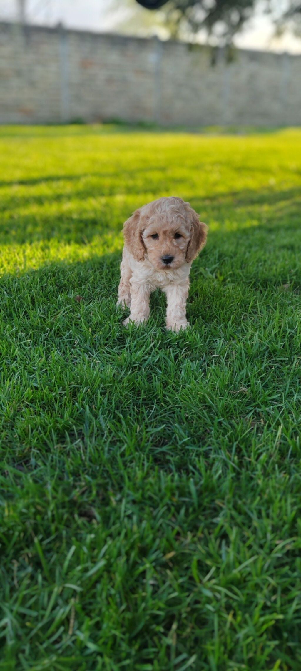 Prelepe bebe patuljaste pudle: umiljate, vesele, razigrane, odlicnog