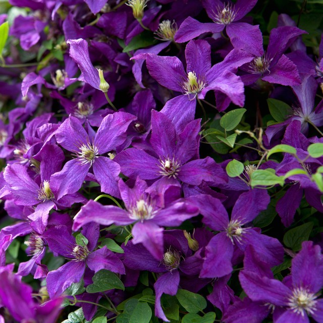 Clematis „Polish spirid“