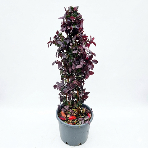 Loropetalum