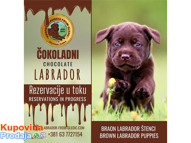 Braon Labrador štenci