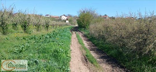 Poljoprivredno zemljište-Idealno za voćnjak