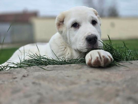 Srednjeazijski ovčar, štene