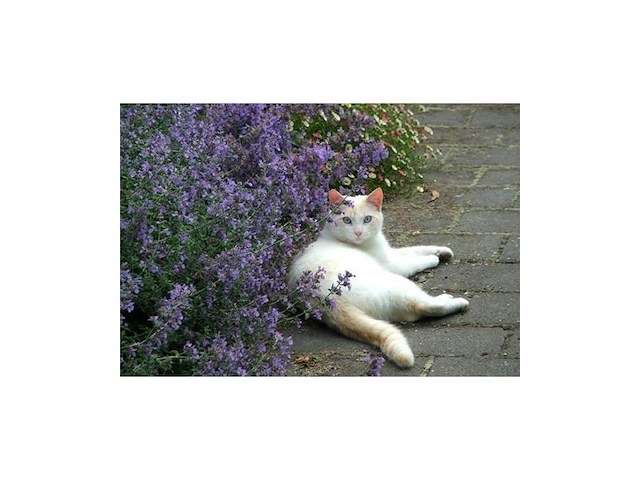 Macina trava - Catmint (500 semenki)