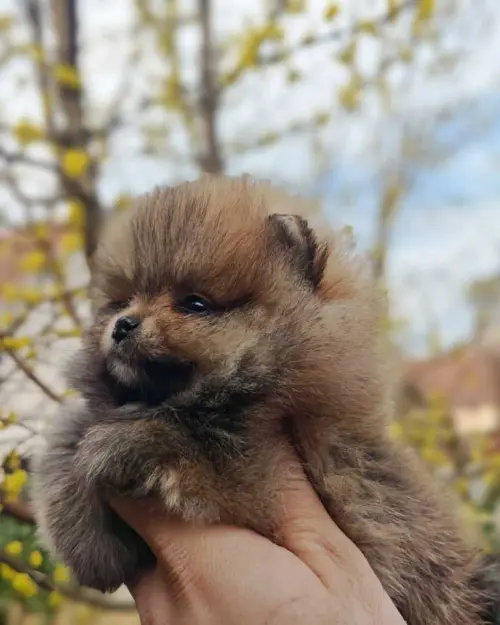 Stenci pomeranca prelepog krzna i izuzetno sitne građe