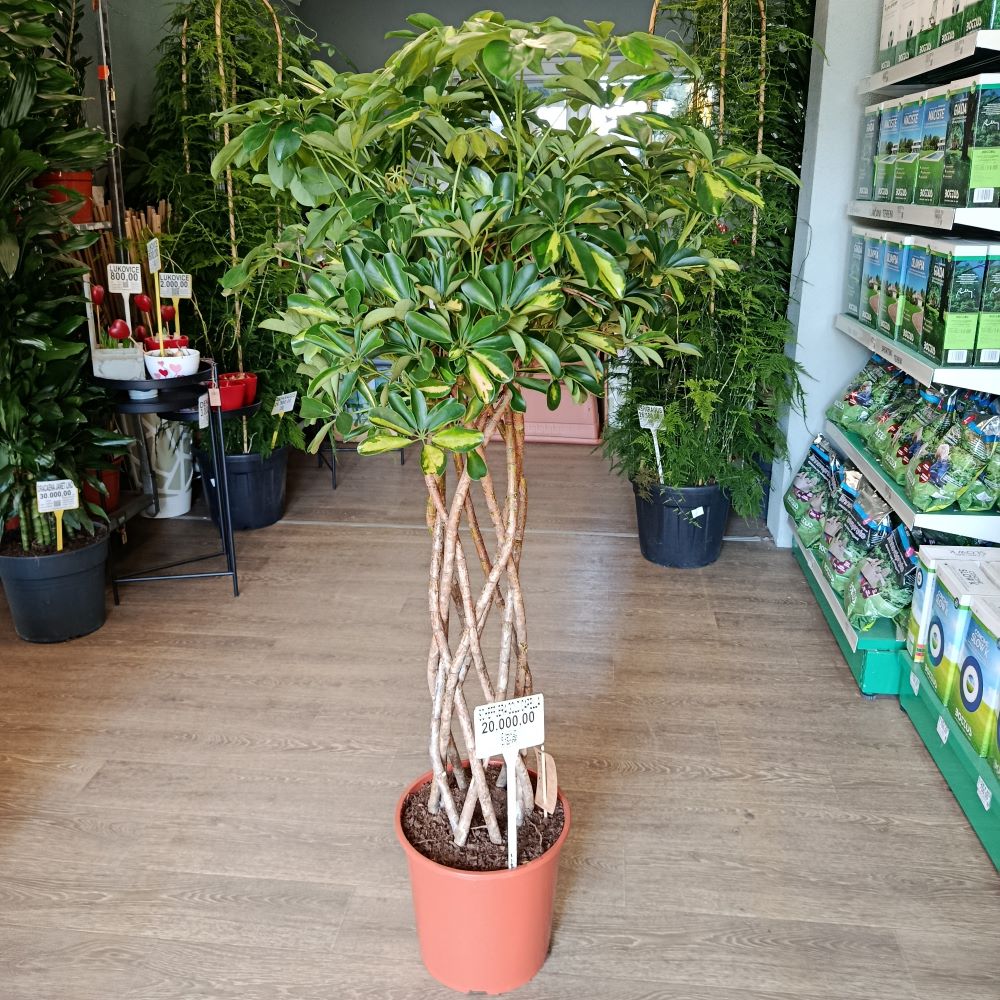 Schefflera arb. Compacta 140 cm