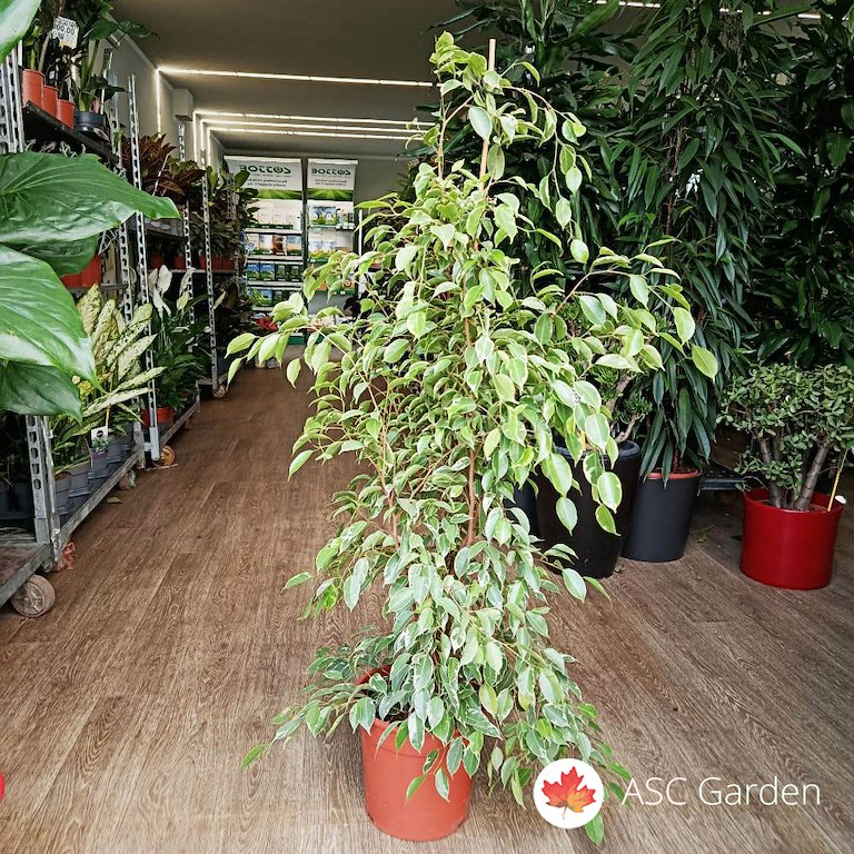 Ficus benjamina ‘Golden King’ 130 cm fi 27 cm