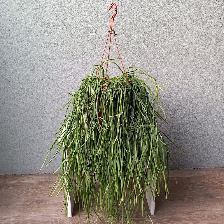 Rhipsalis Remaining 50 cm