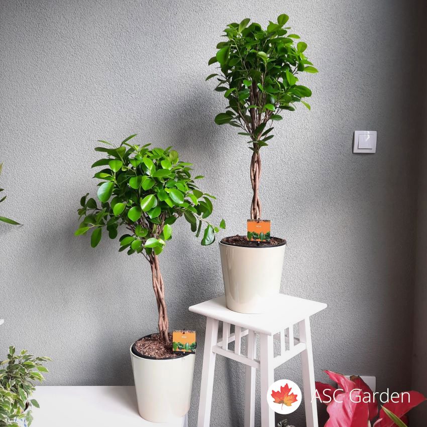 Ficus microcarpa Moclame 100 cm