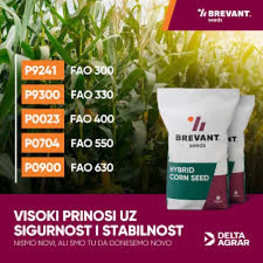 KUKURUZ BREVANT P0900 Vigoris 25000S