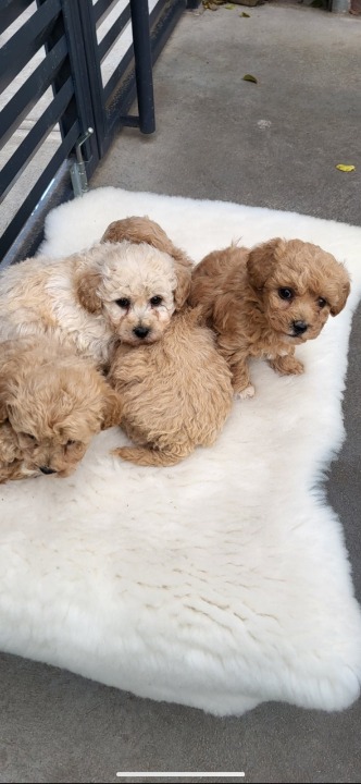 Maltipoo- bipoo