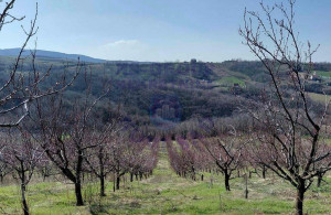 Poljoprivredno zemljiste u Karlovcima