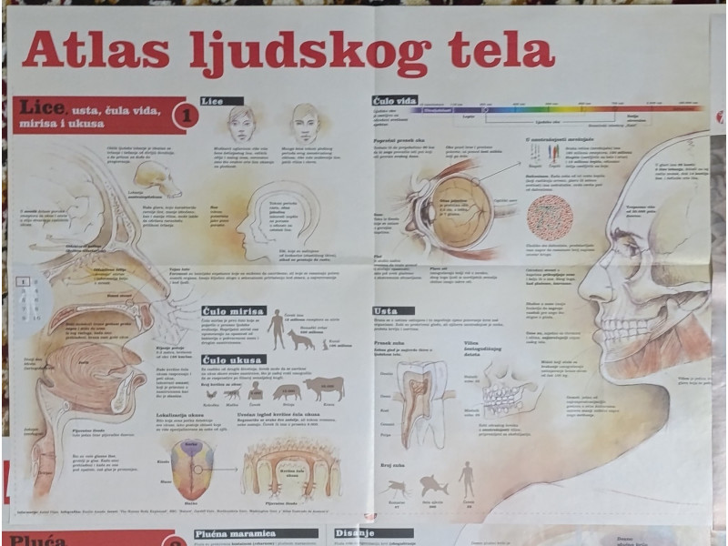 Atlas ljudskog tela - edukativni poster iz delova