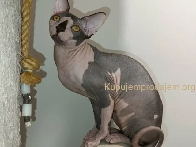 Mačak SPHYNX dostupan za parenje