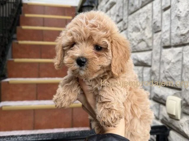 Maltipoo vrhunske genetike