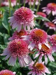 Ehinacea - Echinacea Butterfly kisses 1 god.