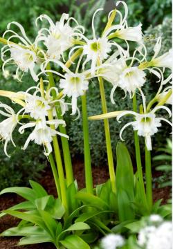 Hymenocallis-peruanski narcis