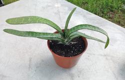 Gasteria