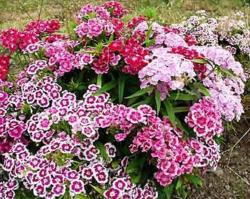 Dianthus Barbatus Mix (450 semenki) Turski karanfil