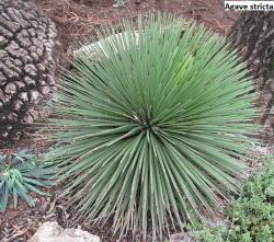 Agave stricta - 10 semenki
