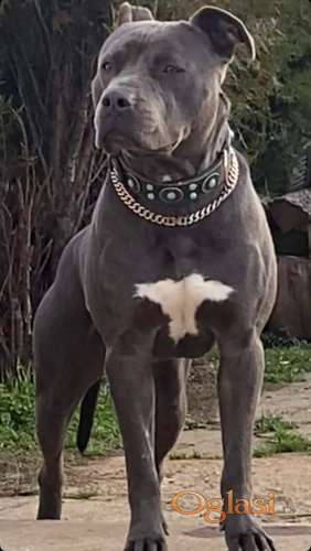 Dostupan muzjak pit bull blue nose za paranje
