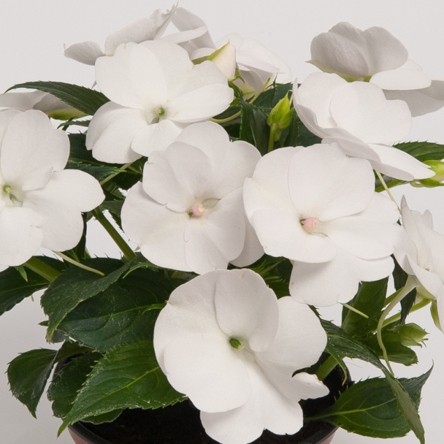 Sunpatiens beli
