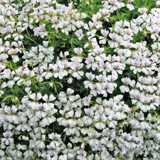 Muškatla slovenačka bela