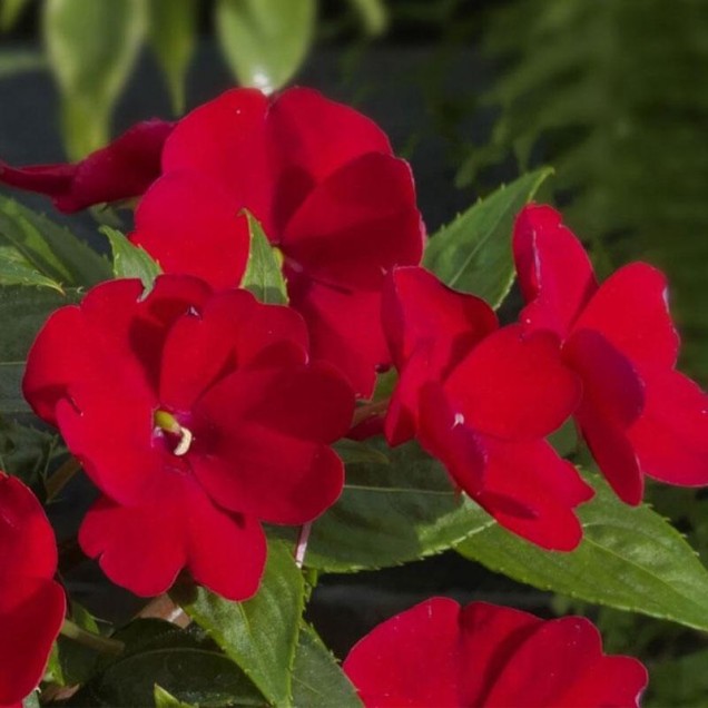 Sunpatiens crveni