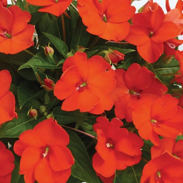 Sunpatiens narandžasti