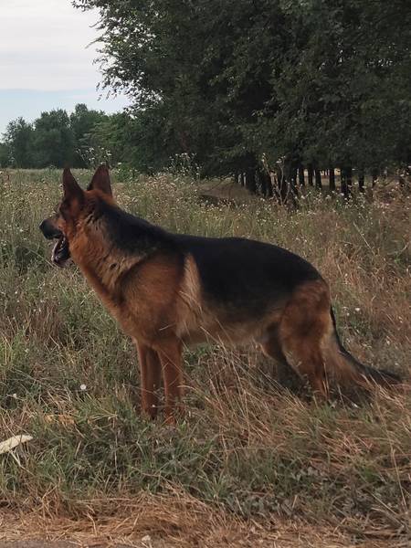 ⚠️ HITNO - Nemački ovčar za parenje – vrhunsko poreklo (Beograd)