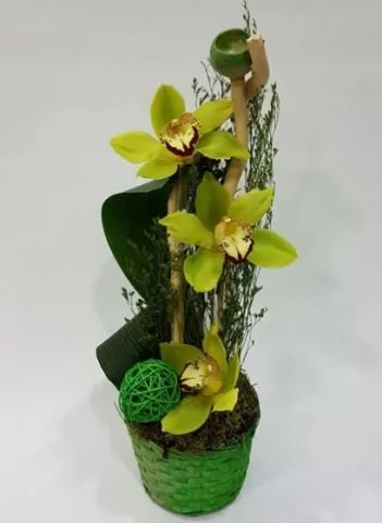 ARANŽMAN U POSUDI SA CVETOVIMA CYMBIDIUM ORHIDEJE