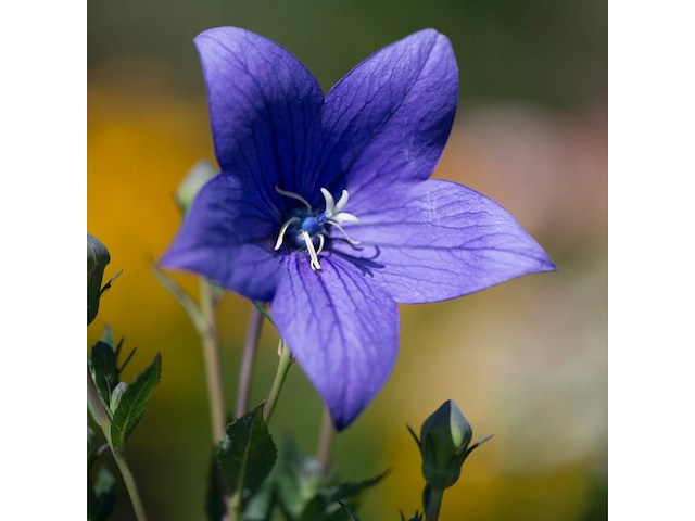 Balon cvet Platikodon (Platycodon grandiflorum)