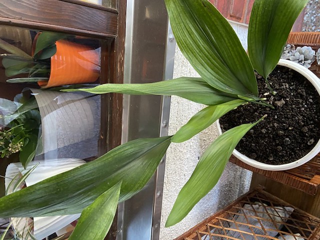 ASPIDISTRA