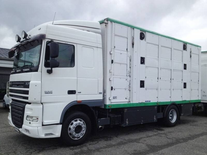DAF XF105 410 livestock trailer truck kamion za prevoz stoke