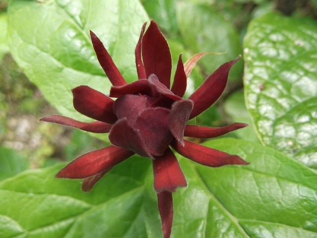 Kalikant (Calycanthus floridus) 1 god.