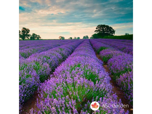 LAVANDA - SADNICE